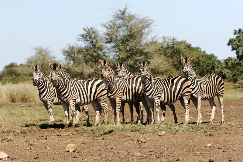 Kudde Van Zebras In Afrikaanse Savanne Zebra Met Patroon Van Zwart ...