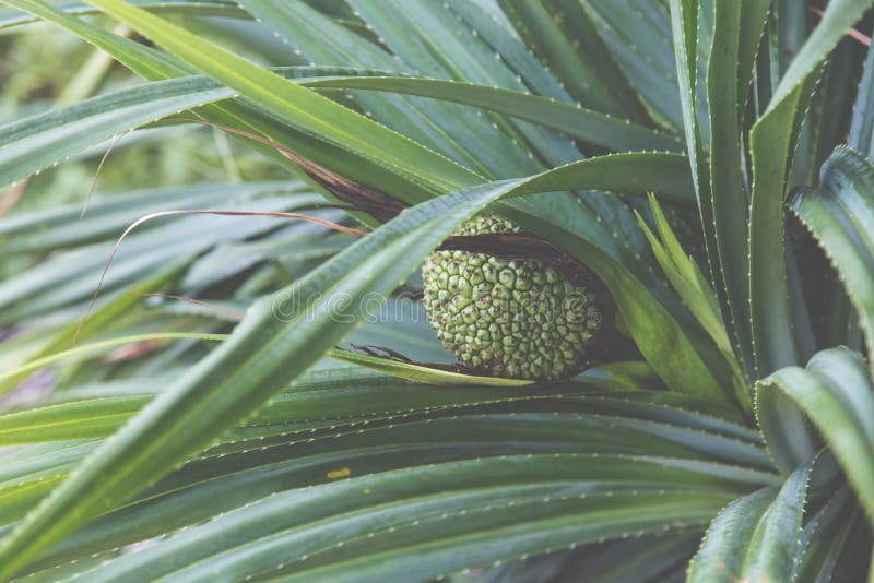 Wilde ananas stock afbeelding. Image of nave, beeld - 102770267