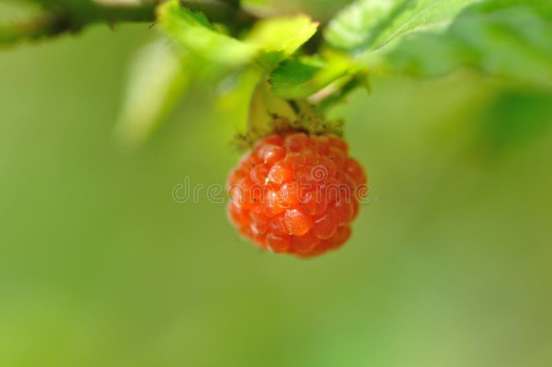 Wilde Beere stockbild. Bild von wild, umgebung, makro - 18341537