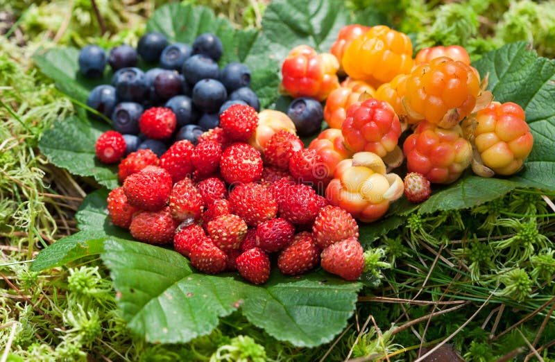 Wilde Beeren im Wald stockbild. Bild von betrieb, kräuter - 29035363