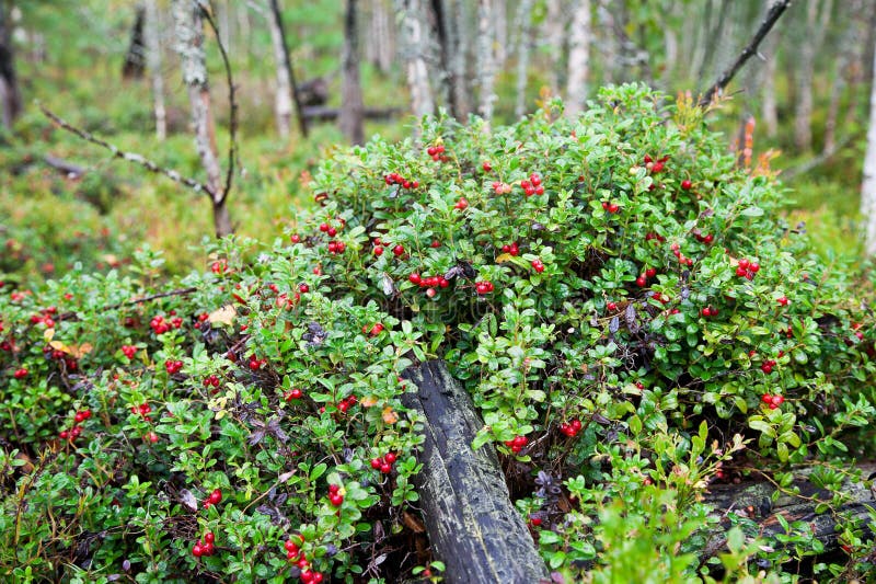 Wilde Beeren im Wald stockbild. Bild von betrieb, kräuter - 29035363