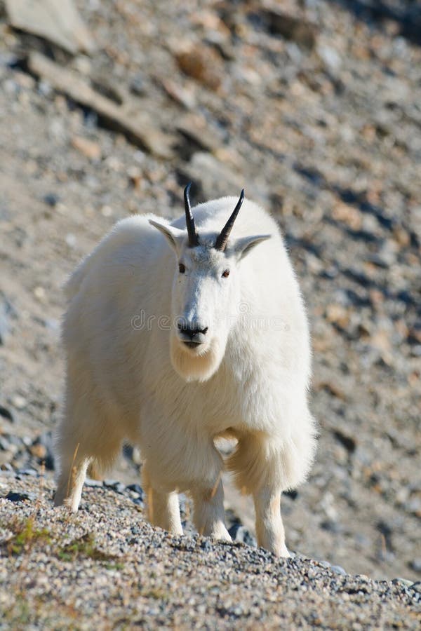 Wilde Berggeit stock foto. Image of beklim, najaar, jacht - 36323484