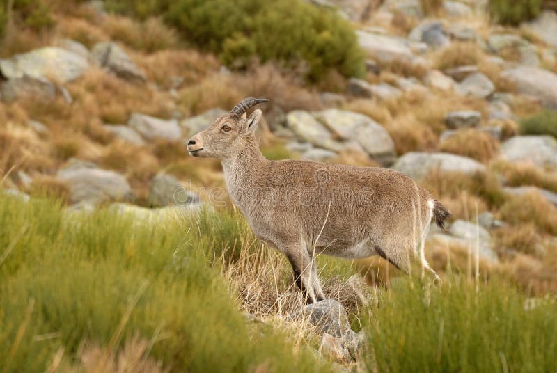 Wilde berggeit in Gredos stock foto. Image of geiten - 20128266