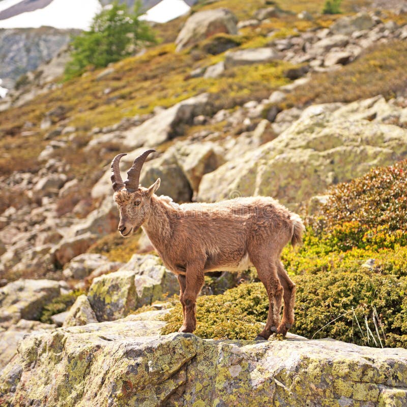 Wilde Berggeit - Steenbok Capra Stock Foto - Image of rand, dieren ...