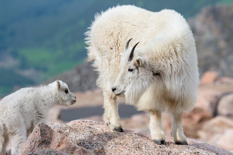 Wilde Berggeiten Van Colorado Rocky Mountains Stock Foto - Image of ...