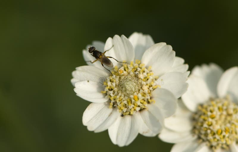 Wilde bertram stock image. Image of netherlands, bertram - 129026881
