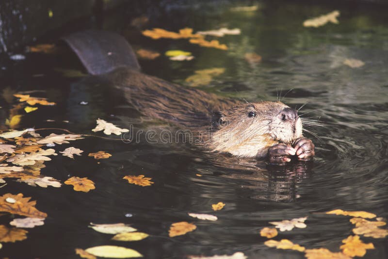 Bever in het water stock foto. Image of wild, zoogdier - 74583542