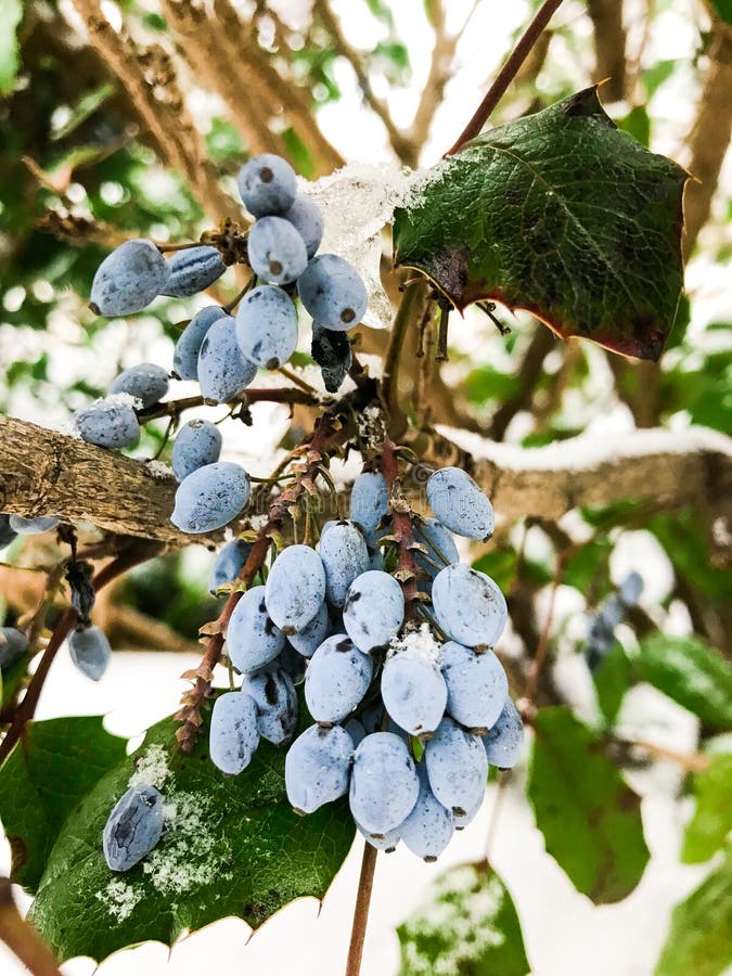Bessen op een struik stock afbeelding. Image of macro - 78549133