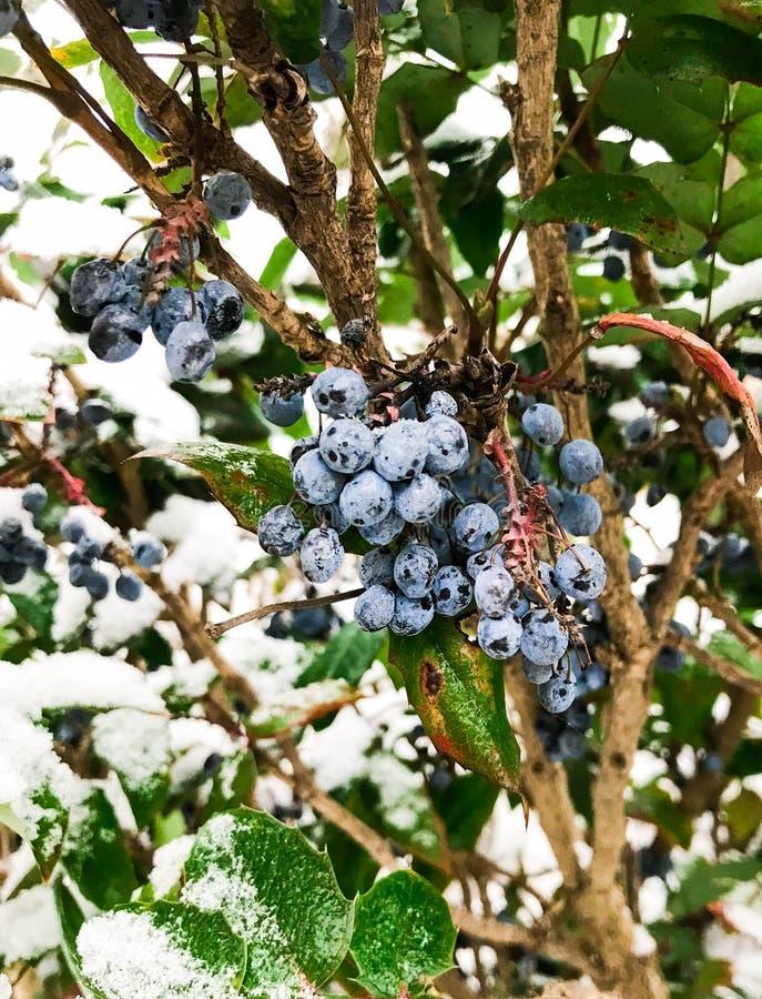 Bessen op een struik stock afbeelding. Image of macro - 78549133