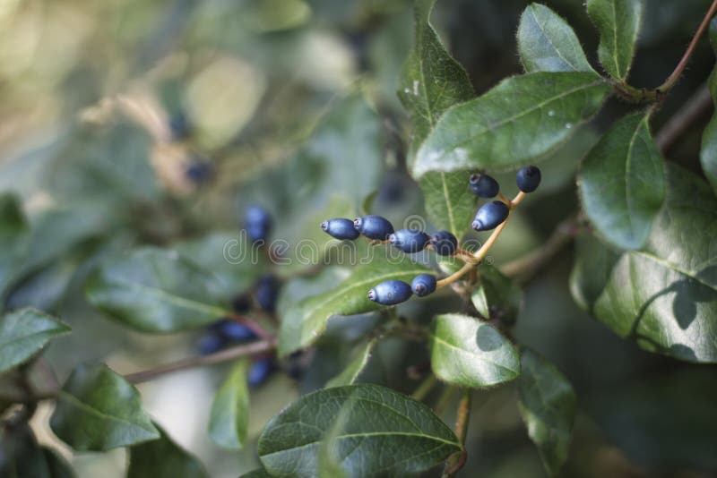 Wilde blauwe bessen stock afbeelding. Image of schaduw - 36863761