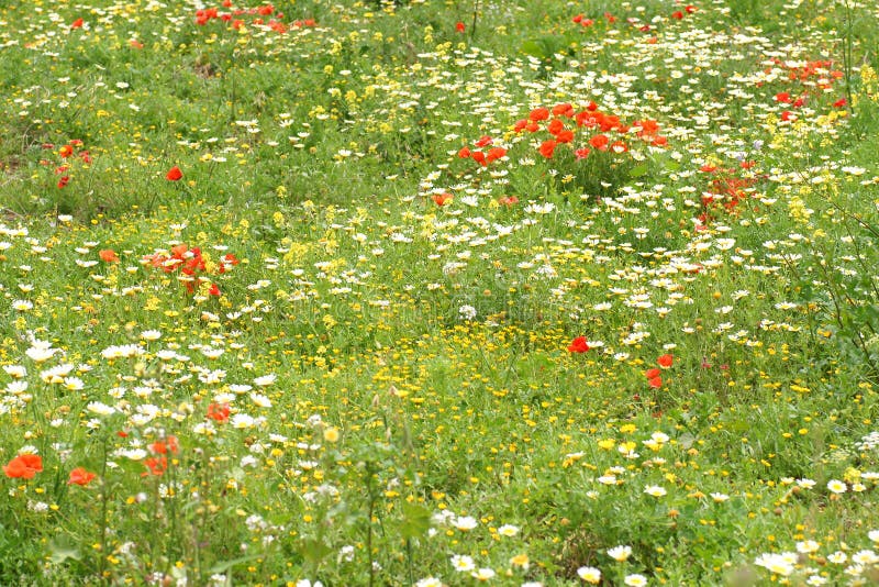 Kleurrijke Bloeiende Wilde Bloemen Op De Weide in De Lentetijd Stock ...