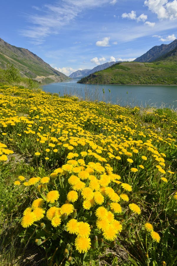 Wilde Blumen Nahe Tutshi See Stockfoto - Bild von wasser, kolumbien ...