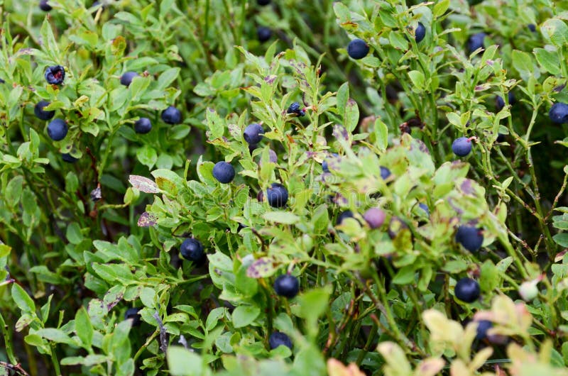 Wilde Bosbes stock foto. Image of wandeling, nave, oostelijk - 105148292