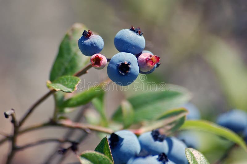 Wilde Bosbessen stock foto. Image of organisch, groen - 1046538