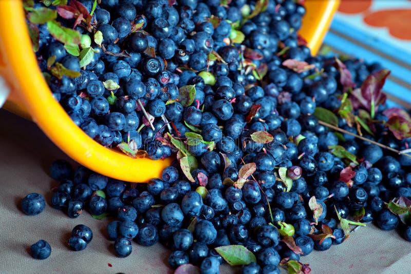 Wilde Bosbessen stock afbeelding. Image of alaska, noord - 12542459