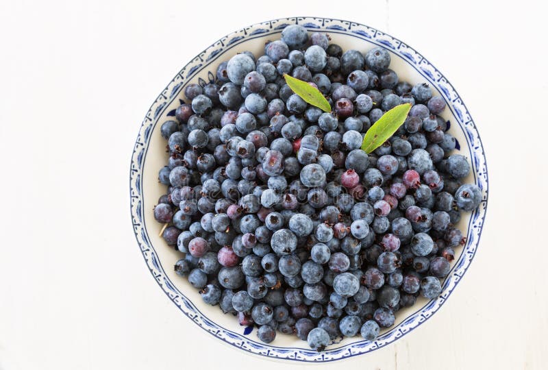 Wilde Bosbessen stock afbeelding. Image of alaska, noord - 12542459