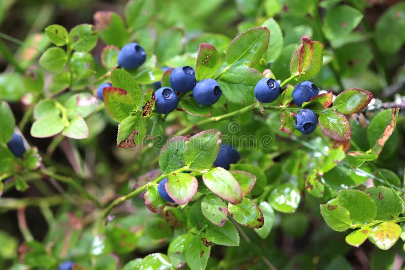 Wilde Bosbessen Op De Struik In Bosvaccinium Myrtillus Stock Foto ...