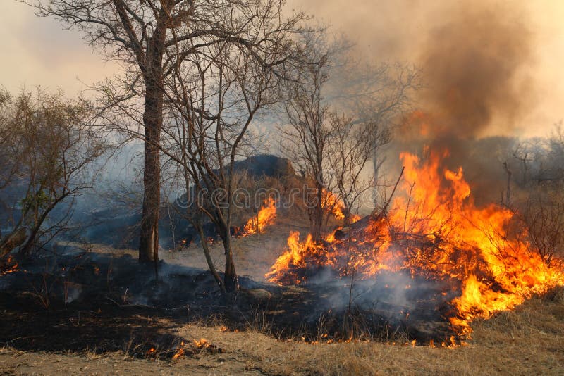 Bosbranden Branden Verbranden Met Boomaanplant En Palmbomen Florida ...