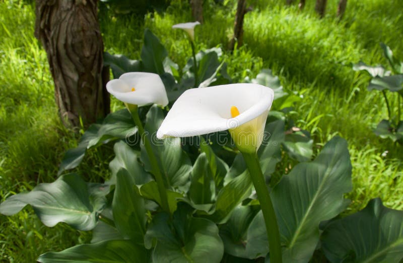 Wilde Calla Lelies stock foto. Image of lelie, bloemblaadje - 76844580