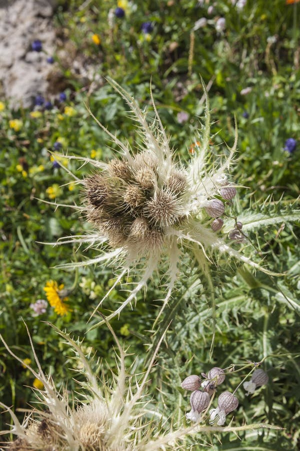 Distel auf einer Bergwiese stockbild. Bild von herbst - 100654803