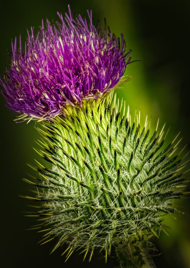 Wilde Distel-Hülsen-offene Samen Stockfoto - Bild von silky, mitte ...