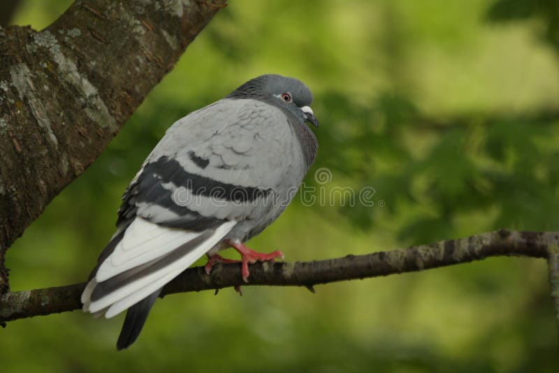 Wilde duif stock foto. Image of veren, neergestreken - 15142748