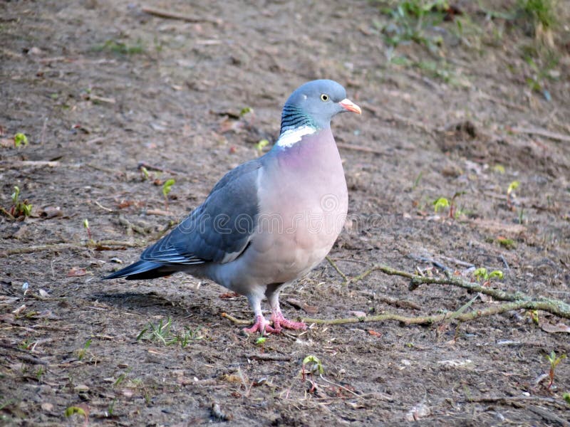 Wilde duif stock foto. Image of kleur, grijs, kleurrijk - 39394656