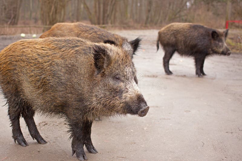 Wilde Eber stockfoto. Bild von wild, abstichgraben, lebensraum - 38457584