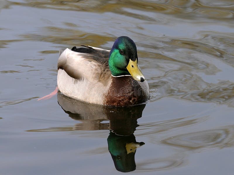Wilde eend stock afbeelding. Image of voeten, water, ganzen - 15257