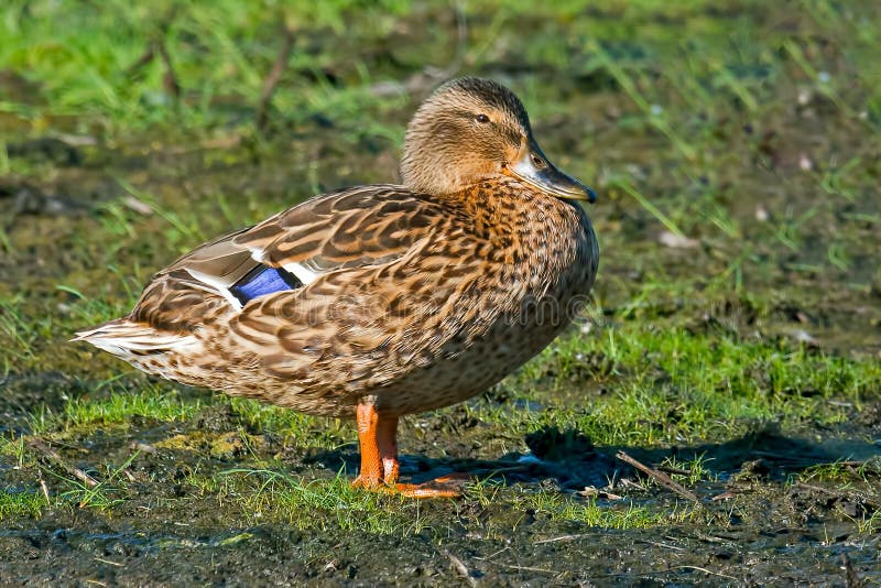 Wilde eend stock afbeelding. Image of mallard, nave, kwakzalvers - 33419209