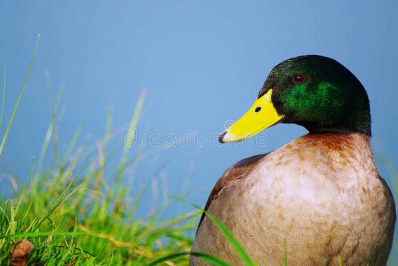 Wilde eend 4 stock afbeelding. Image of dier, kraag, veer - 18004049