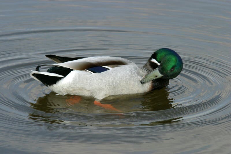 Wilde Eend Picture. Image: 91515