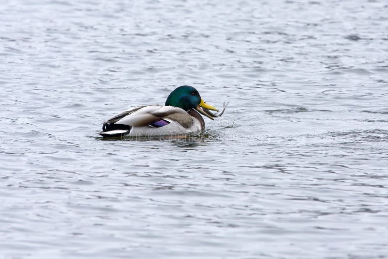 Wilde eend die een Vis eet stock afbeelding. Image of water - 10172671