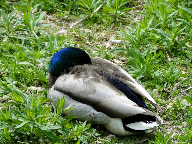 Wilde eend Drake Sleeping stock afbeelding. Image of amerika - 46493083