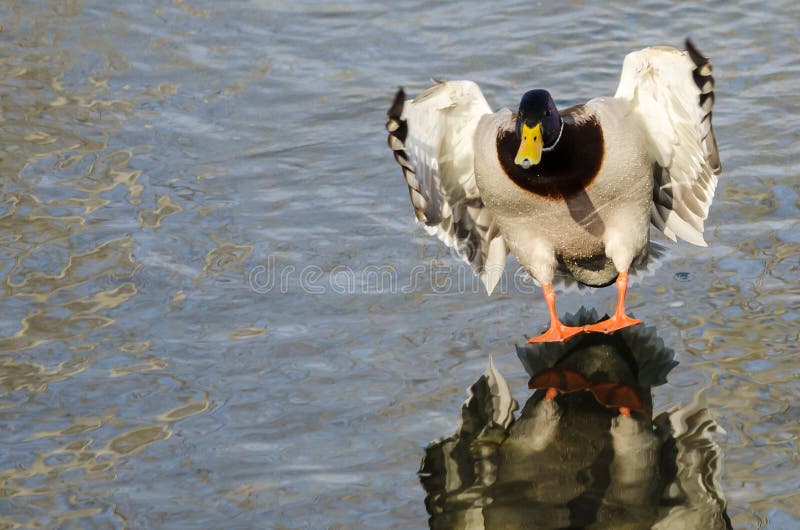 Wilde Eend Duck Coming Binnen Voor Het Landen Op Het Nog Water Stock ...