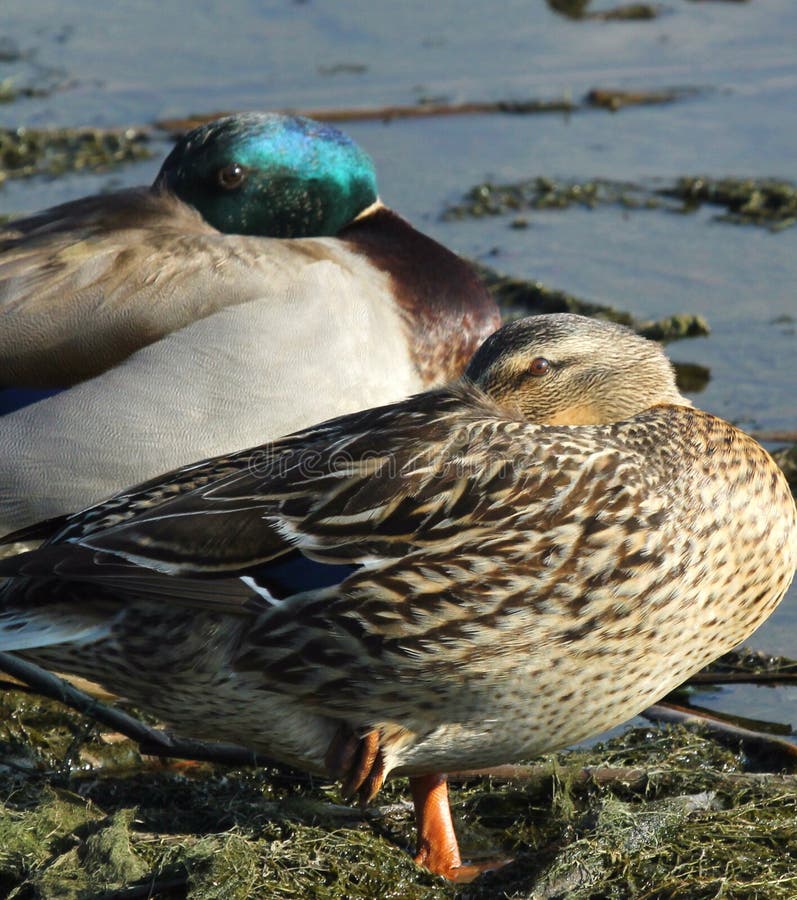 Slapende wilde eendeend stock afbeelding. Image of slaap - 44198185