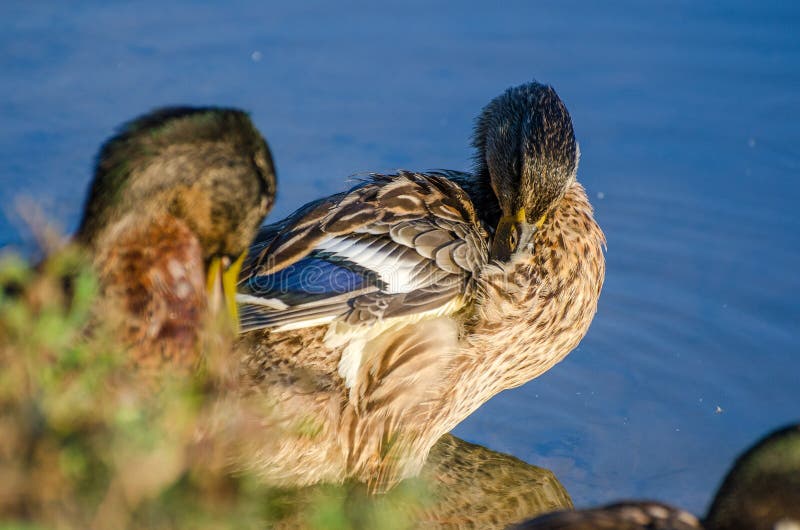 Wilde Eend Hen Molt Preening Stock Afbeelding - Image of veren, georgië ...