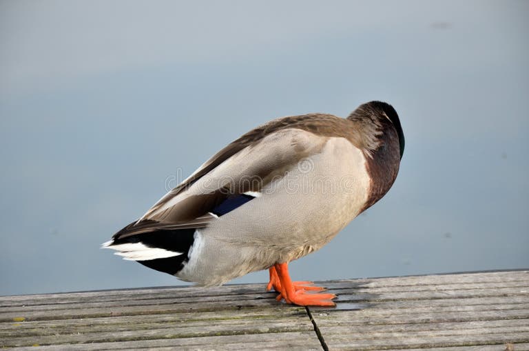 Wilde eend in meer stock foto. Image of eenden, veer - 78847398