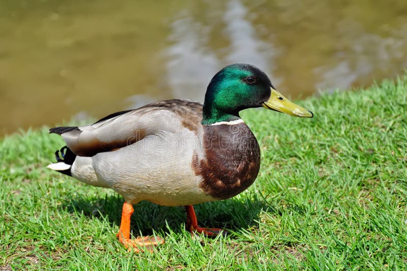 Wilde Eend Op Het Groene Gras Stock Foto - Afbeelding bestaande uit ...