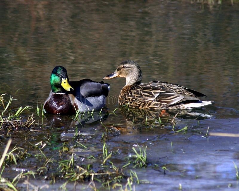 Paar Wilde eenden stock afbeelding. Image of eenden, vogels - 530957