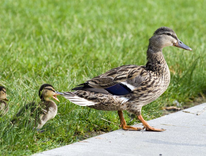 Wilde eenden stock afbeelding. Image of mama, leiding - 5473887