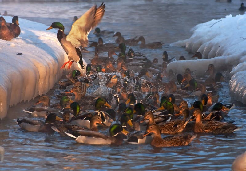De eenden tussen bevriest stock afbeelding. Image of eend - 29729605