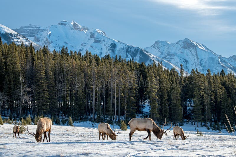 Wilder Elk Oder Auch Wapiti Cervus Canadensis Im Jasper Nationalpark ...