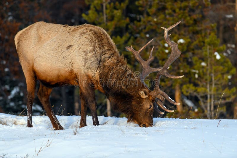 Stier-Elche U. X28; Cervus Canadensis& X29; In Jasper National Park ...