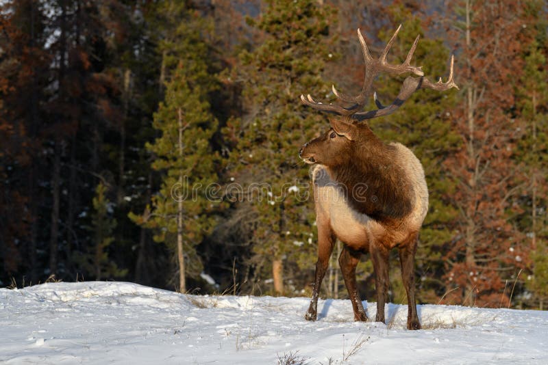 Wilde Elche Oder Alias Wapitis Cervus Canadensis in Banff-Na Stockbild ...
