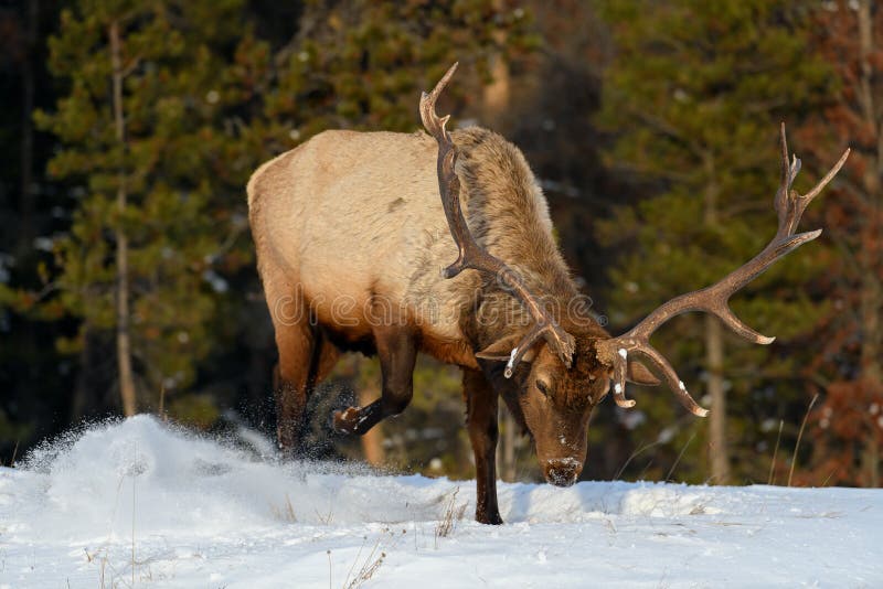 Wilder Elk Oder Auch Wapiti Cervus Canadensis Im Jasper Nationalpark ...