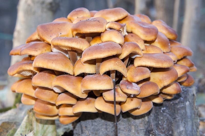 Wilde enokitake stock afbeelding. Image of winter, naald - 36014299