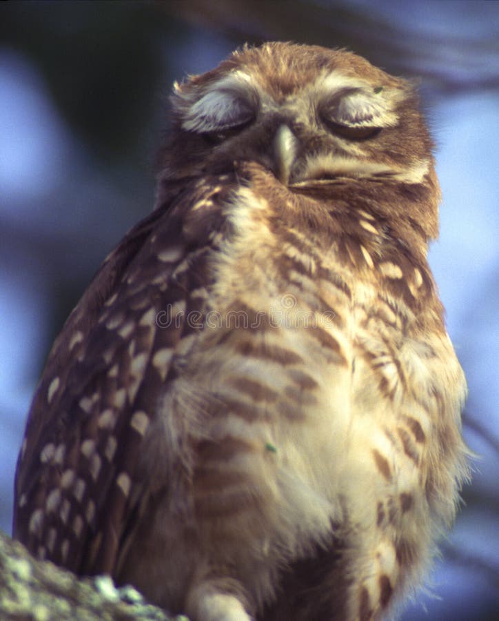 Fotos - Kostenlose und Royalty-Free Stock-Fotos von Dreamstime