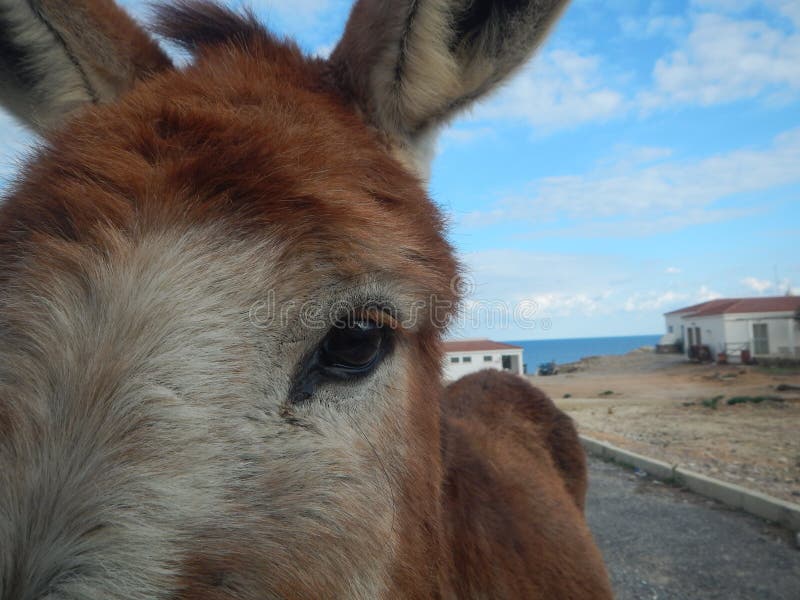 Wilde Ezel Als Symbool Van Karpasiaschiereiland in Cyprus Stock ...