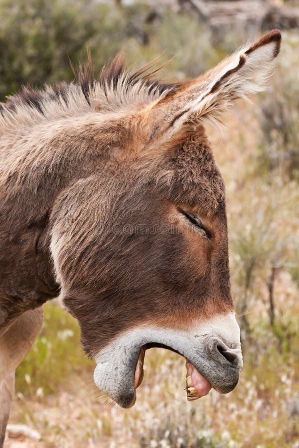 Wilde Ezel Burro in De Woestijn Van Nevada Stock Foto - Image of vegas ...